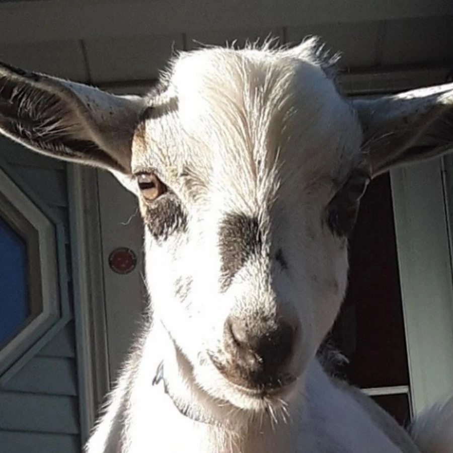 Hello, horror fans | Fandom