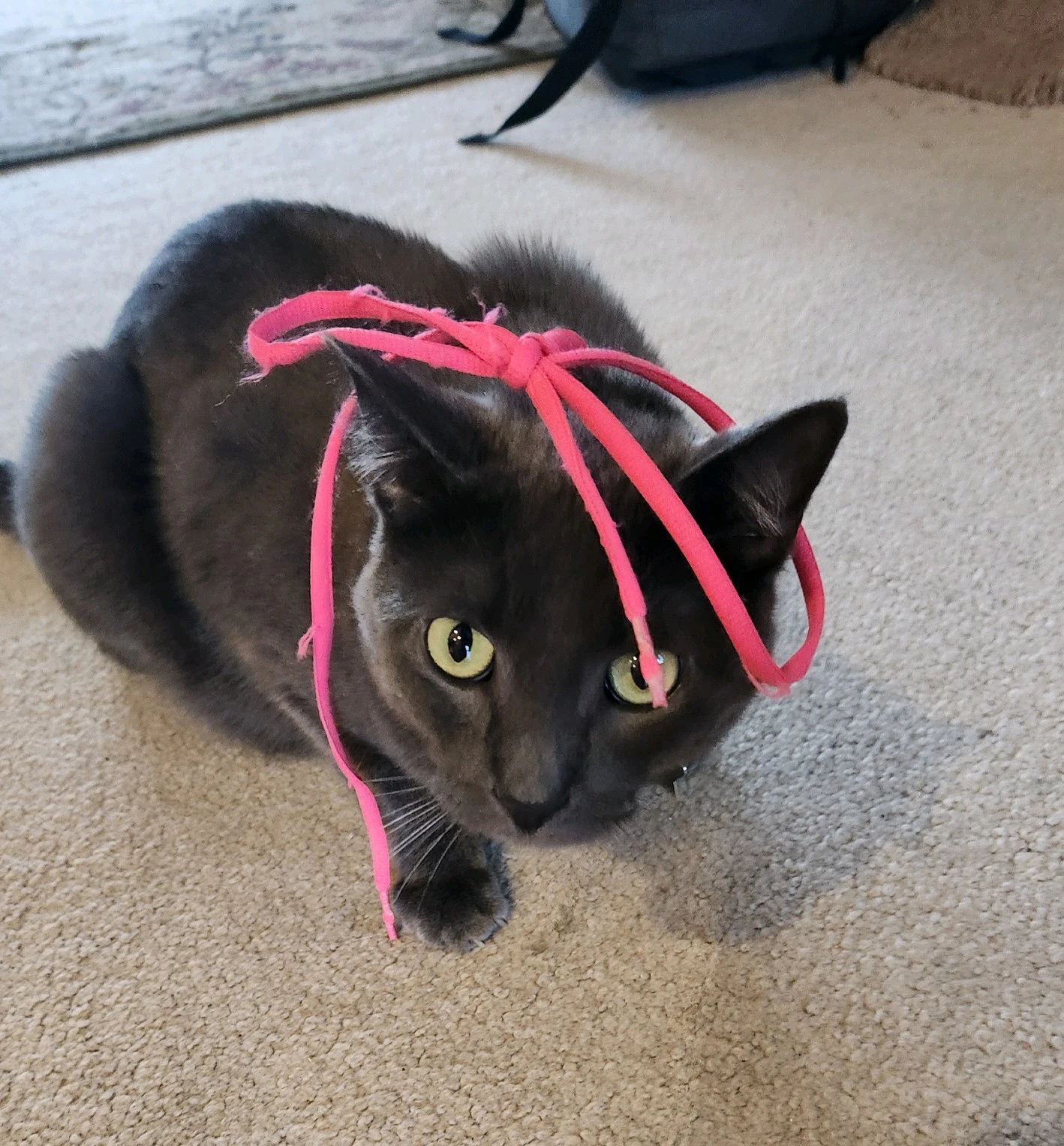 Coque(cat)te | Fandom