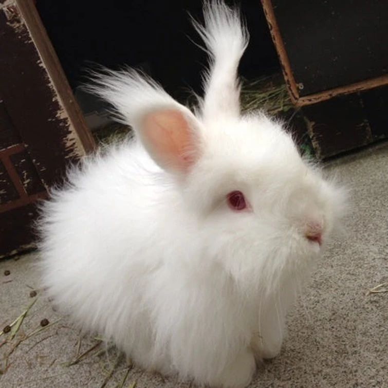 A pet rabbit named Daifuku appears in Wonderful Precure. So let me ...