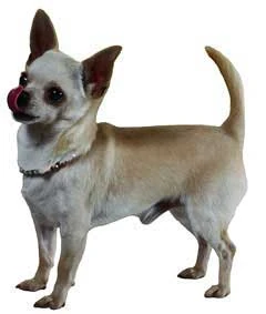 Chiuaua | Dogs Wiki | Fandom