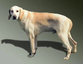 Billy | Dogs Wiki | Fandom