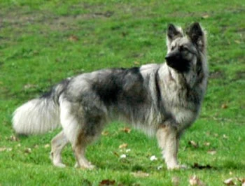 Cão Pastor | Dogs Wiki | Fandom