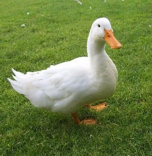 Pato | Dogs Wiki | Fandom