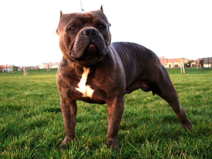 American bully | Dogs Wiki | Fandom