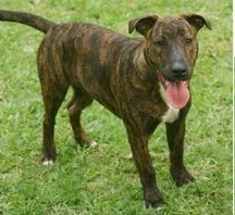 Dogue Brasileiro | Dogs Wiki | Fandom