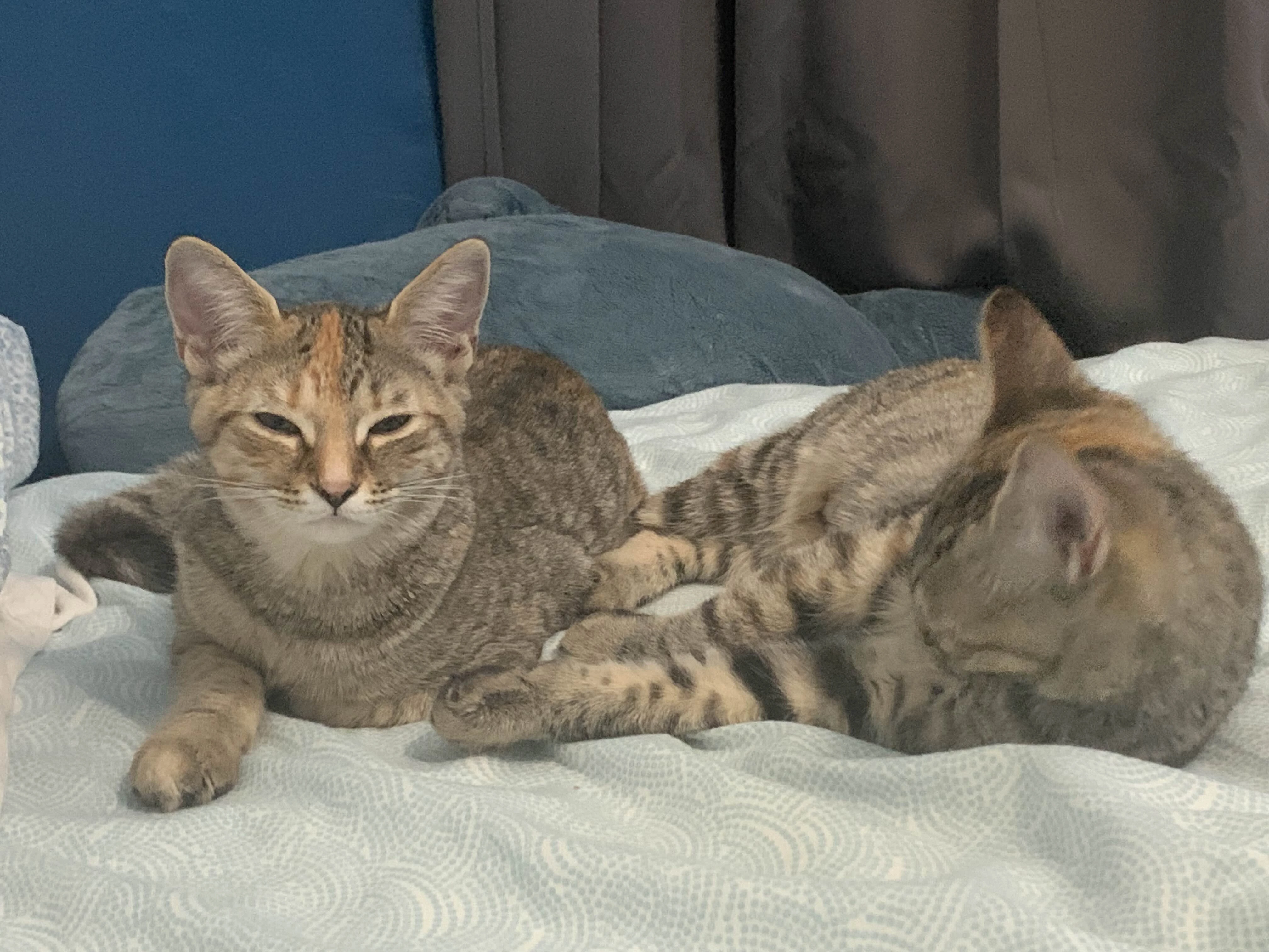 car posting day 6 | Fandom