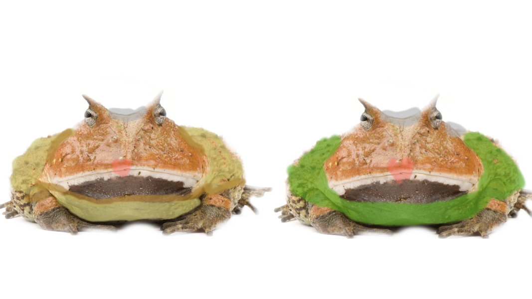 amphibia cannibal bullfrogs | Fandom