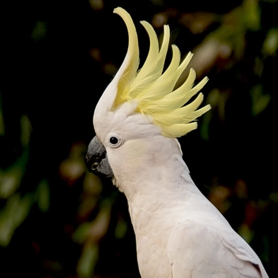 Cacatua Calendar | Calendar Wiki | Fandom