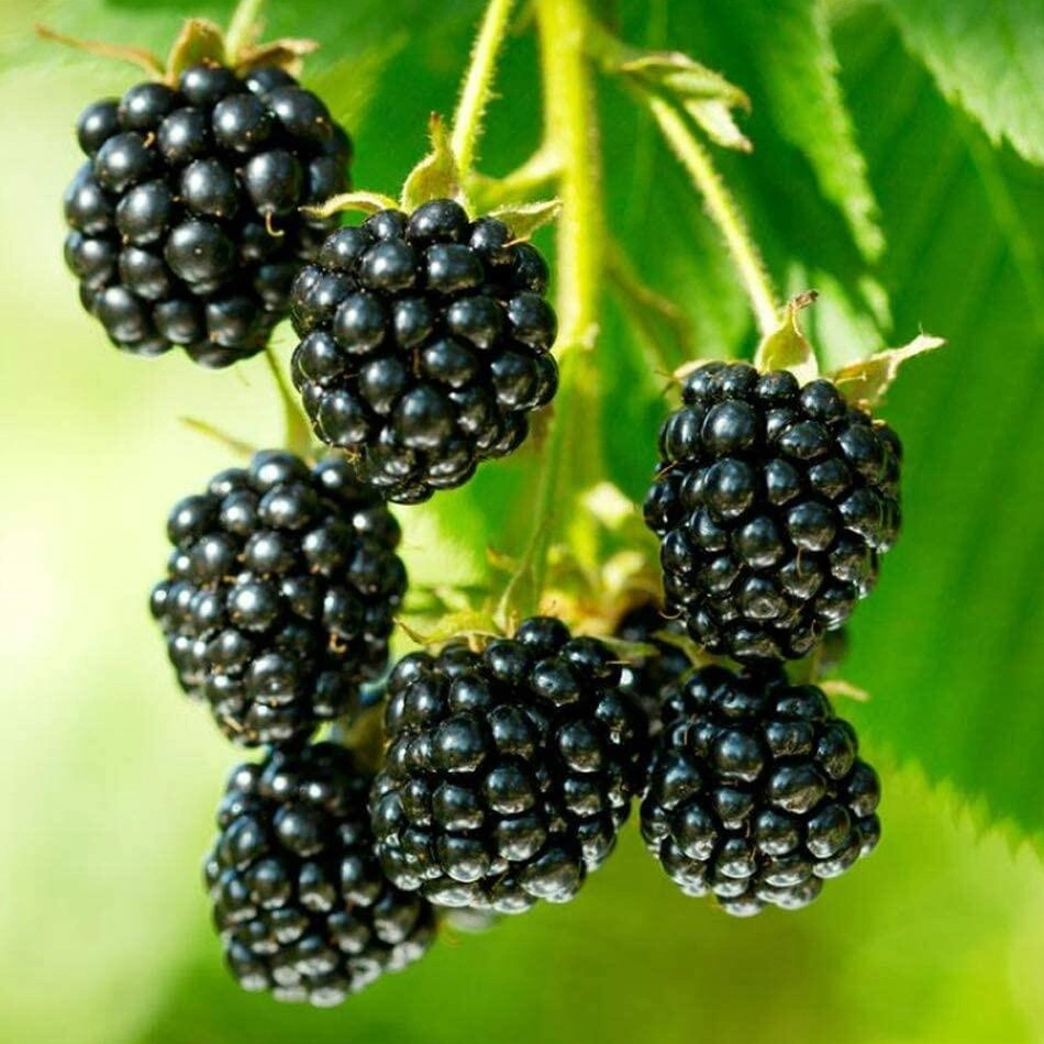 9 Thermidor | Wiki Calendrier républicain | Fandom