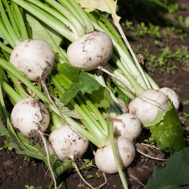 2 Frimaire | Wiki Calendrier républicain | Fandom