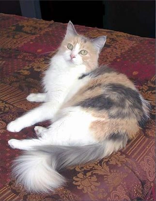 Fernpaw | CalicosWarriorsRP Wiki | Fandom