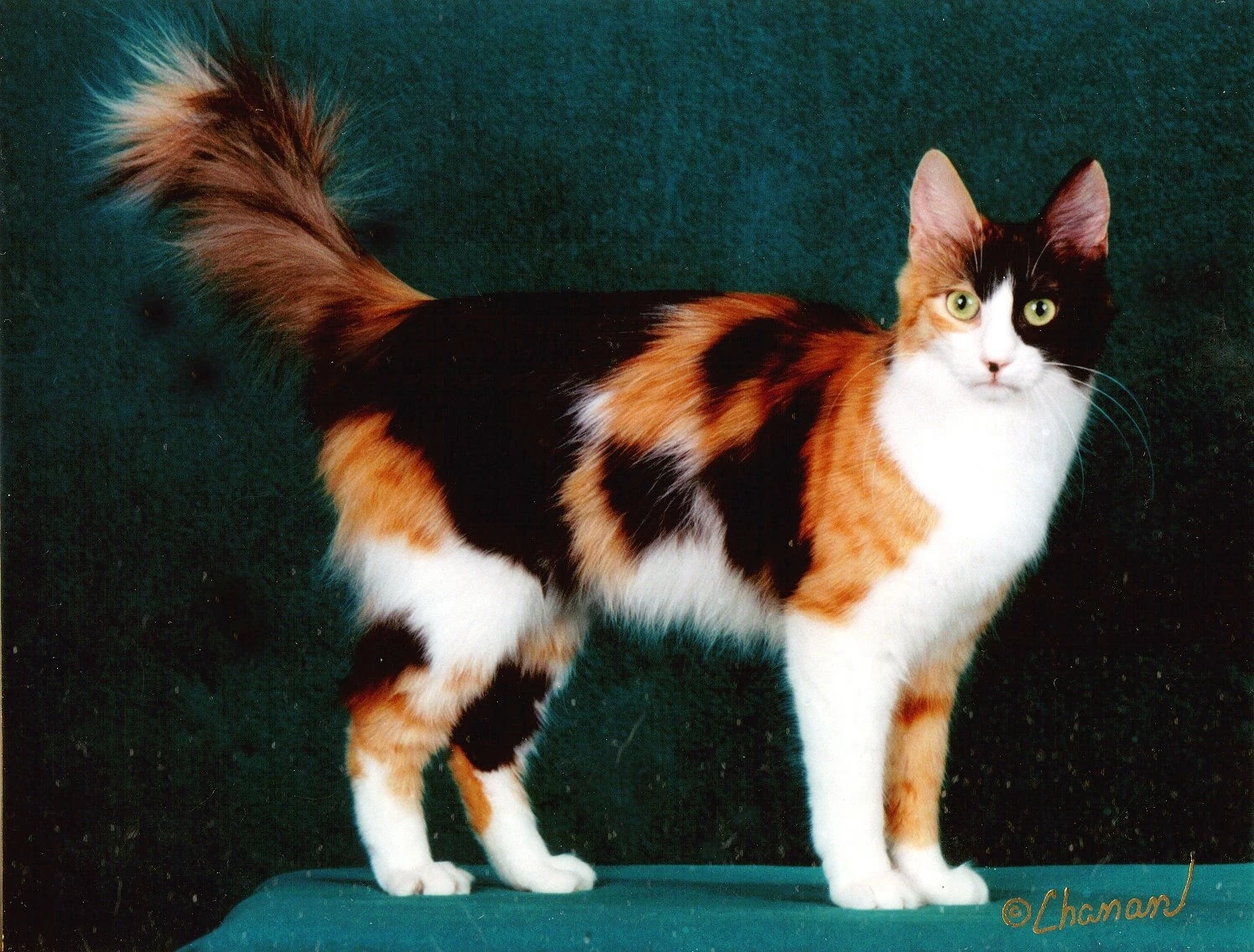 Turkish Angora Tortoiseshell