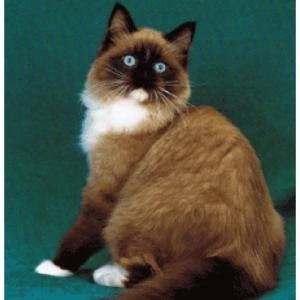 Primrose | CalicosWarriorsRP Wiki | Fandom