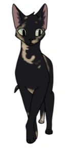 Newt | CalicosWarriorsRP Wiki | Fandom