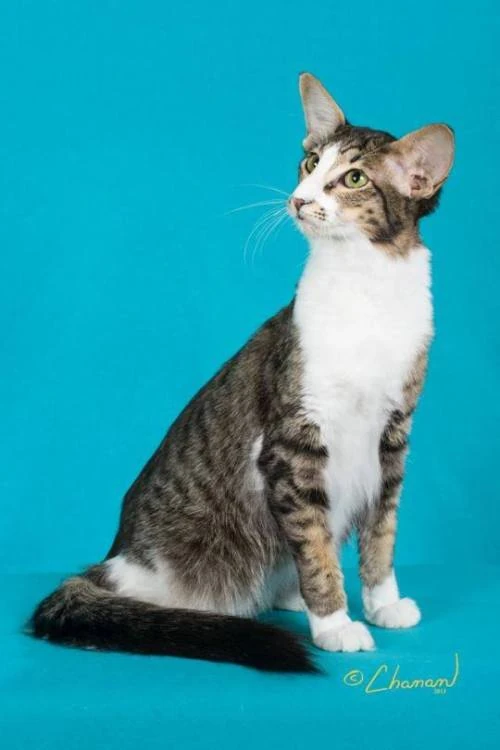 Weaselpaw | CalicosWarriorsRP Wiki | Fandom