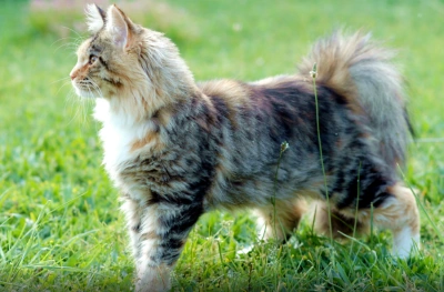 Sorrel | CalicosWarriorsRP Wiki | Fandom