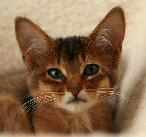 Pear | CalicosWarriorsRP Wiki | Fandom