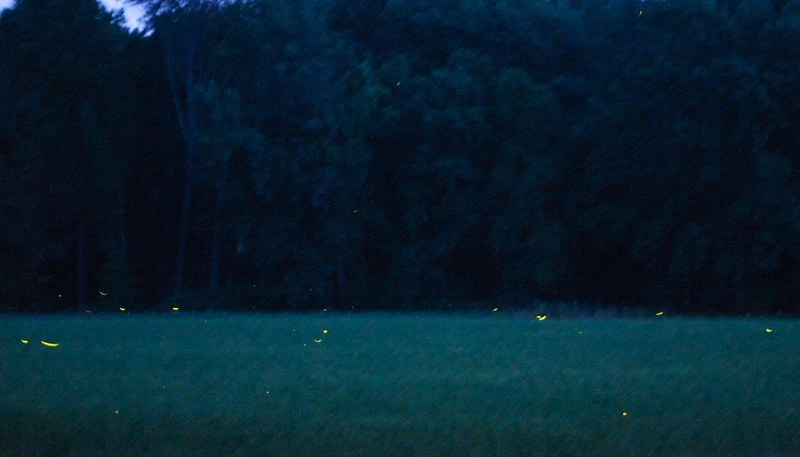 Level 214 - "Peaceful" Meadow | Callistian Clusters Wiki | Fandom