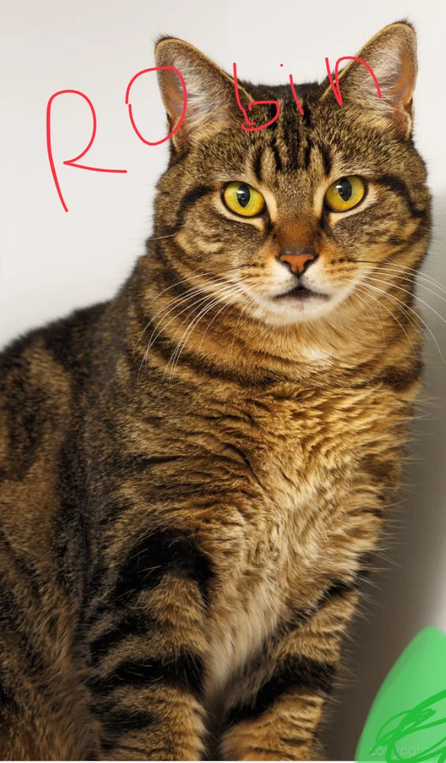 Robin(Cat) | CallMeCrooked Wiki | Fandom