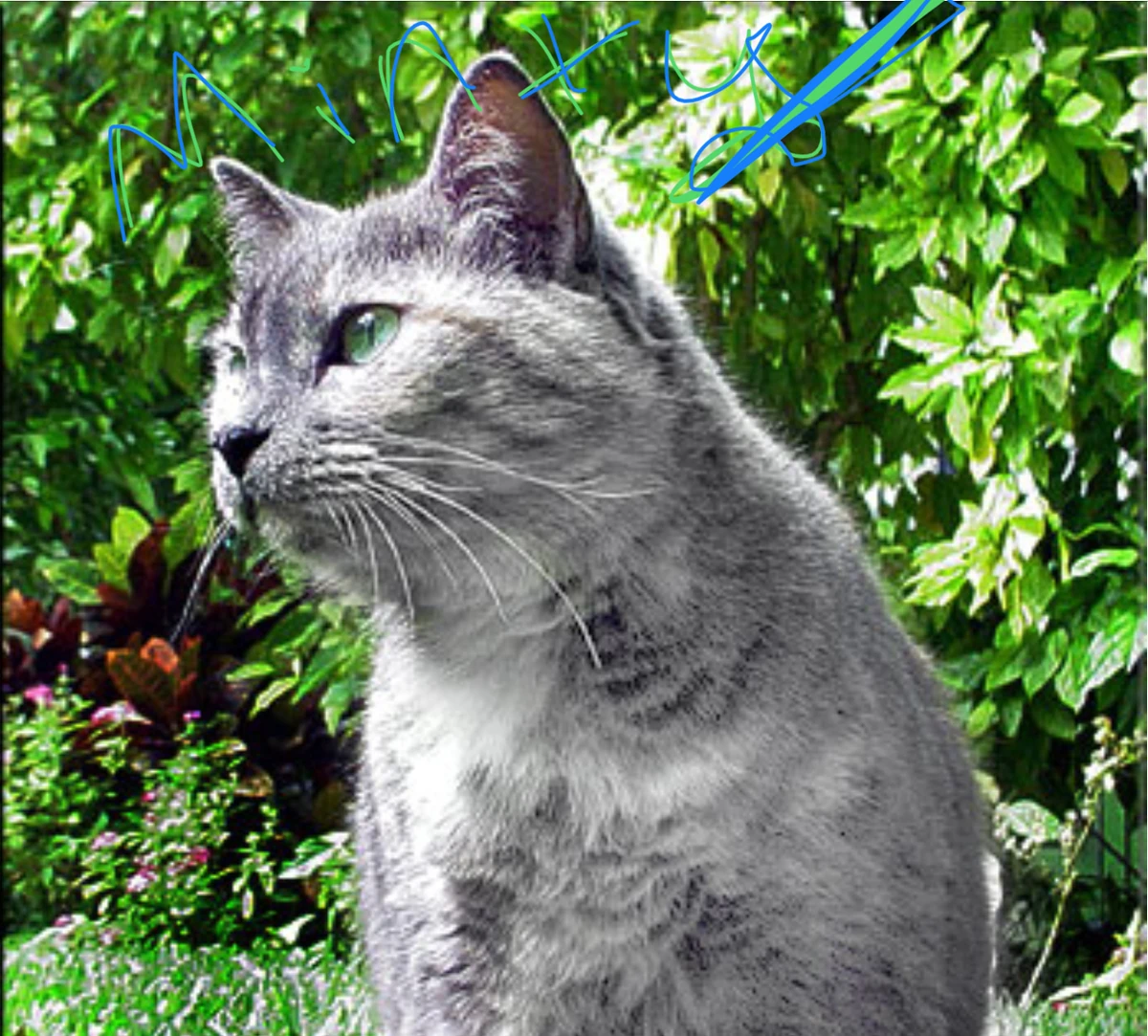 Minty (Cat) | CallMeCrooked Wiki | Fandom