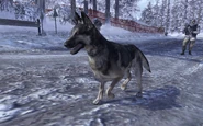 Dog | Call of Duty Wiki | Fandom