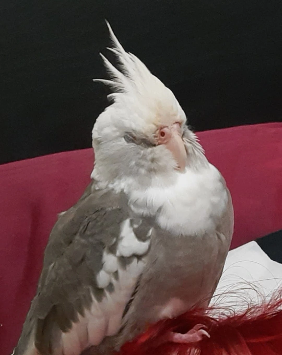 Oswald (bird) | Callum Morrin Vlogs Wiki | Fandom