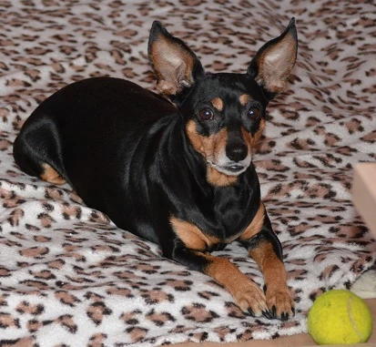 Killer | CALM Wiki | Fandom