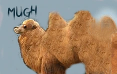 MUGH | Camelpedia Wiki | Fandom