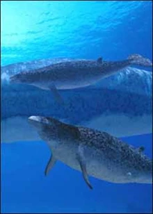 Dorudon | Wiki Caminando Entre Bestias | Fandom