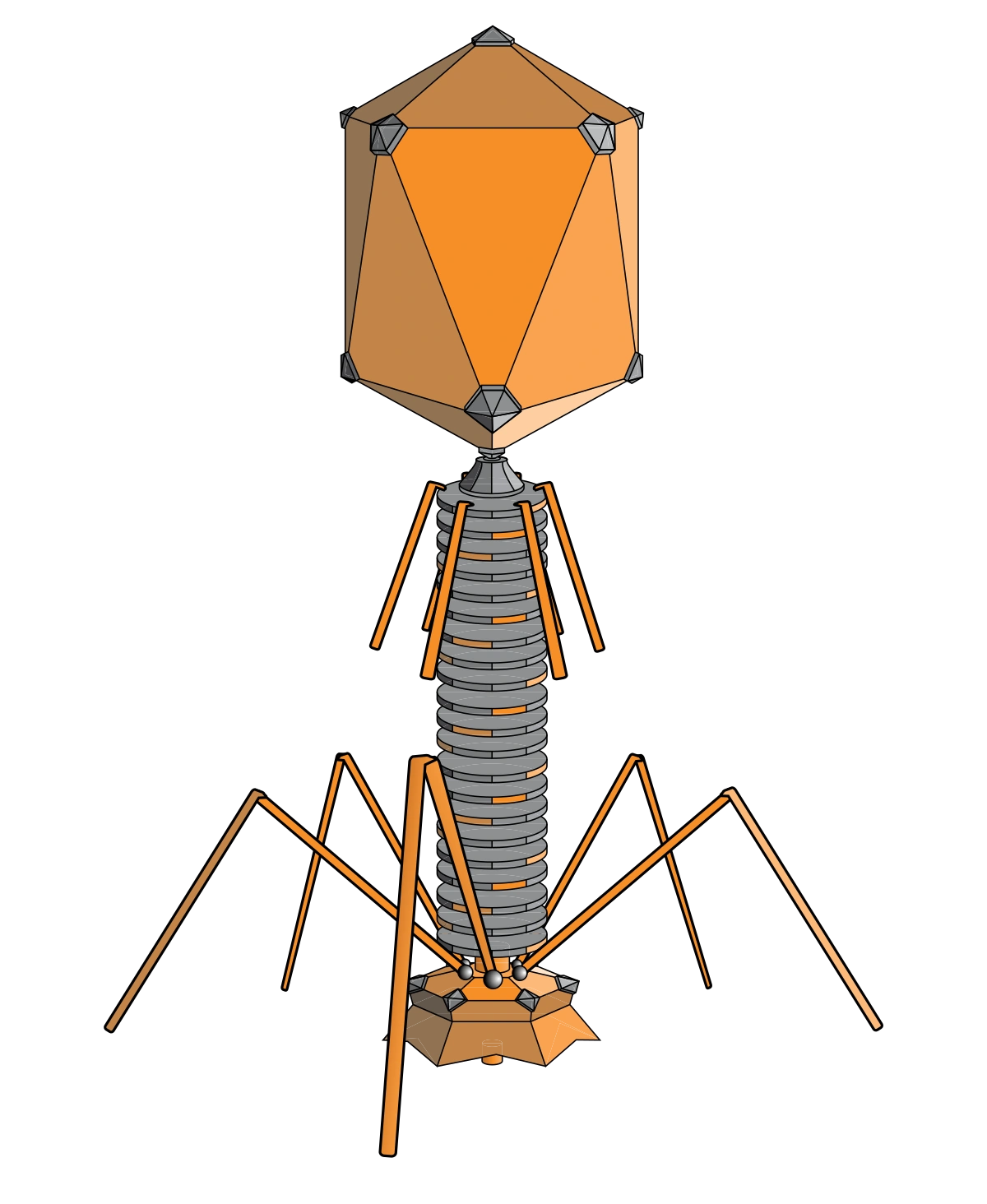 Bacteriophage | Camp LOL Wiki | Fandom