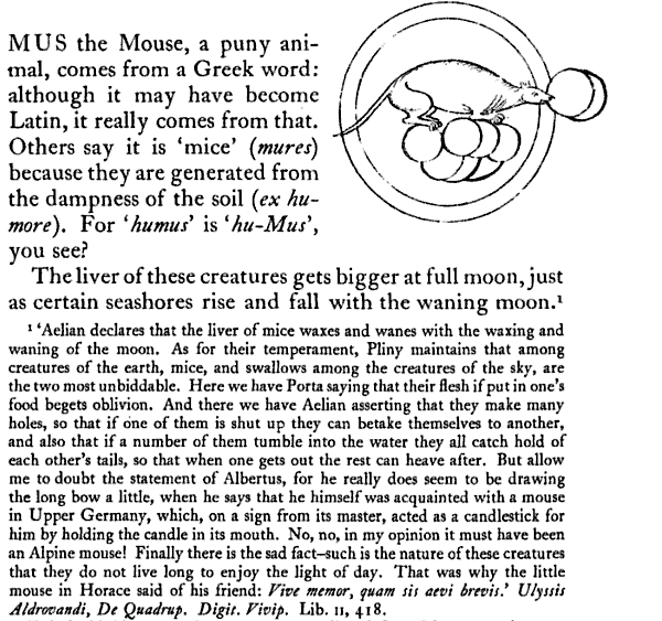 Rat | World Wiki | Fandom