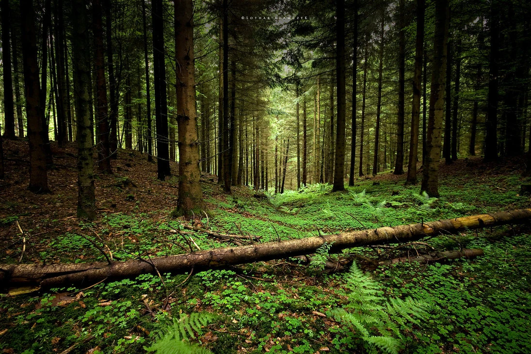 Forest | Camp Half-Blood Role Playing Wiki | Fandom
