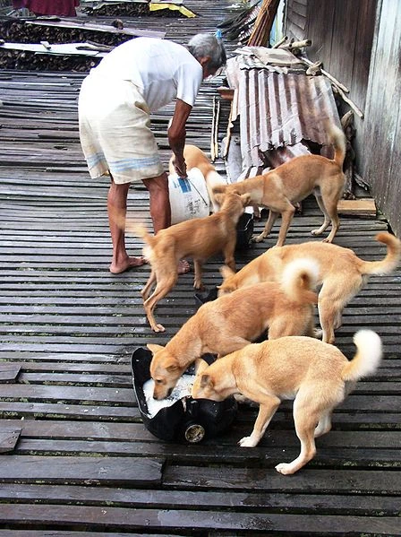 Indonesian Primitive Dogs (Bali Dogs and Kalimantan Dogs) | Canid Wiki ...