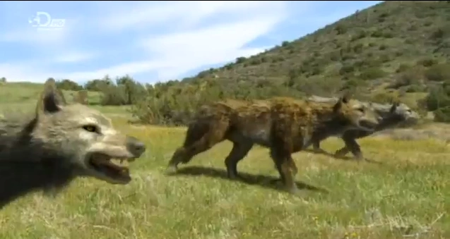 Canis edwardii(Prehistoric) | Canid Wiki | Fandom