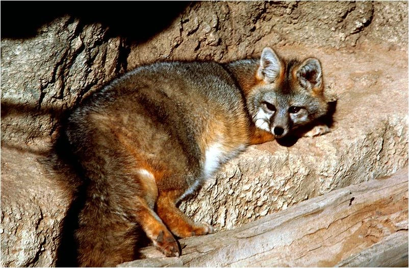 Gray Fox | Canid Wiki | Fandom