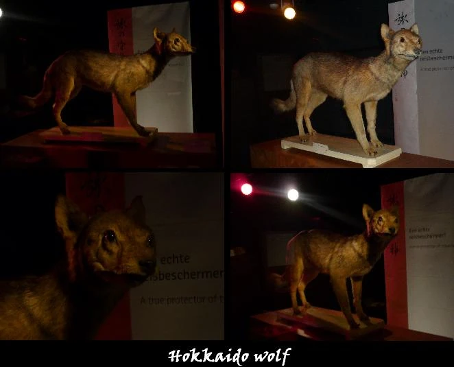 Hokkaido Wolf(Extinct) | Canid Wiki | Fandom