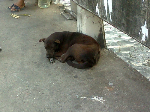 Soi Dogs | Canid Wiki | Fandom