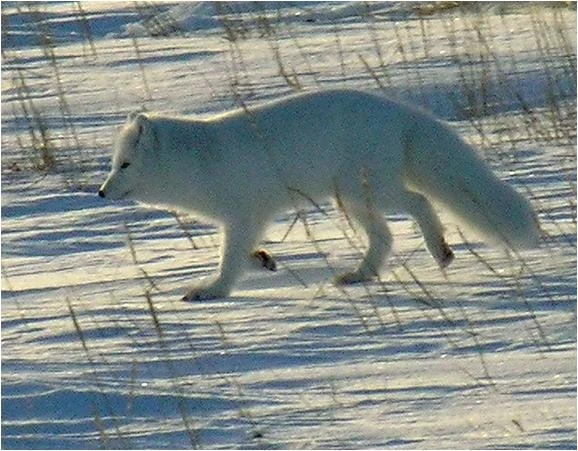 Arctic Fox | Canid Wiki | Fandom
