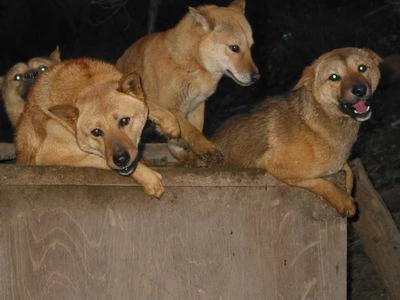 Nureongi Dog | Canid Wiki | Fandom