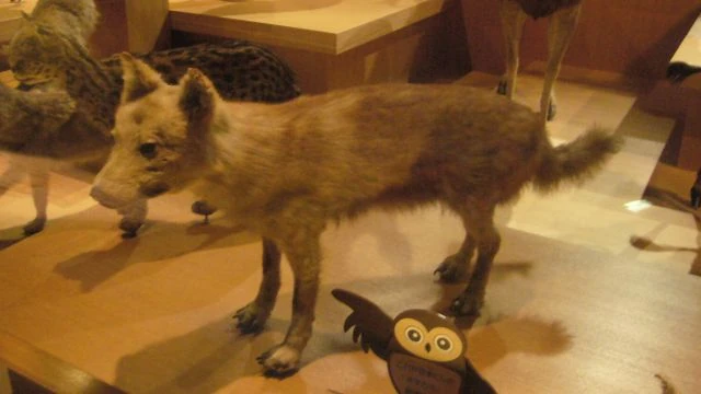 Honshu Wolf(Extinct) | Canid Wiki | Fandom