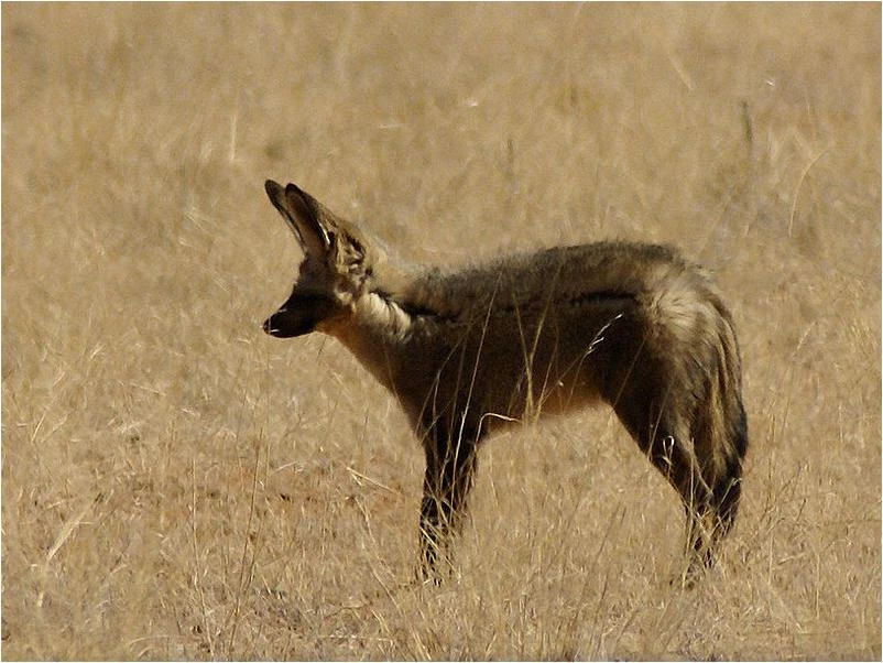 Bat-eared Fox | Canid Wiki | Fandom