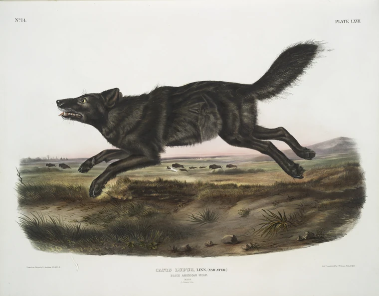 Florida Black Wolf(extinct) | Canid Wiki | Fandom