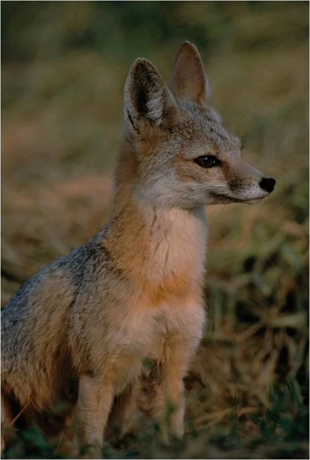 Kit Fox | Canid Wiki | Fandom
