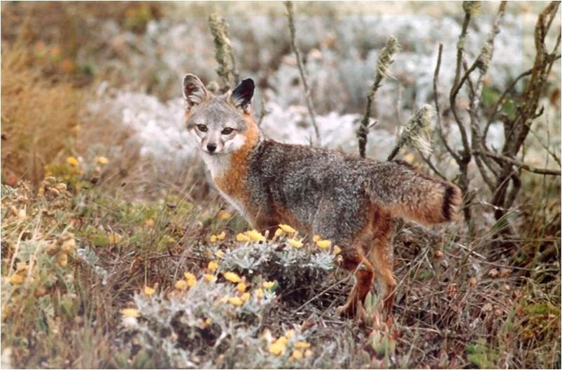 Island Gray Fox | Canid Wiki | Fandom
