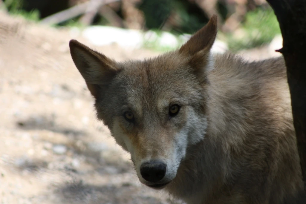 Mongolian Wolf | Canid Wiki | Fandom