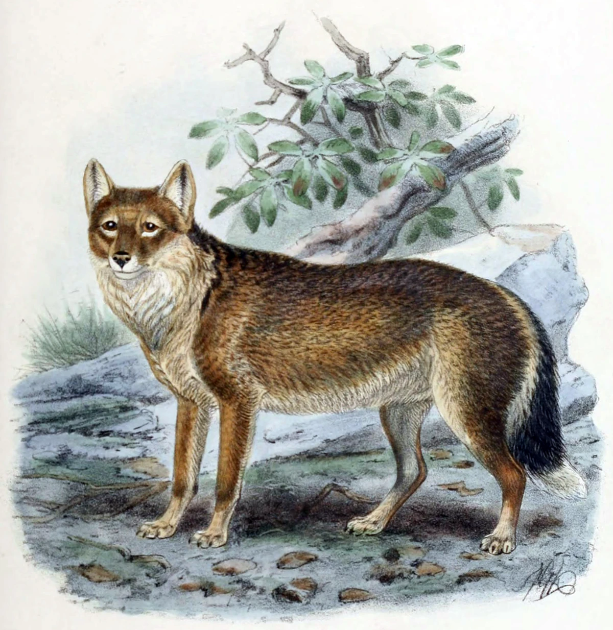 Warrah(Falkland Islands Fox) (Extinct) | Canid Wiki | Fandom