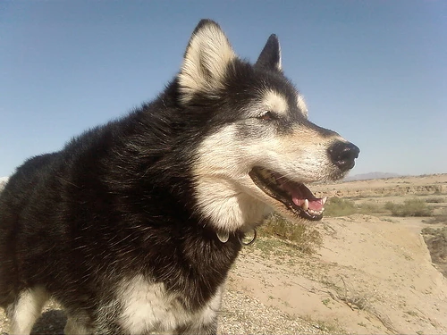 Wolfdog | Canid Wiki | Fandom