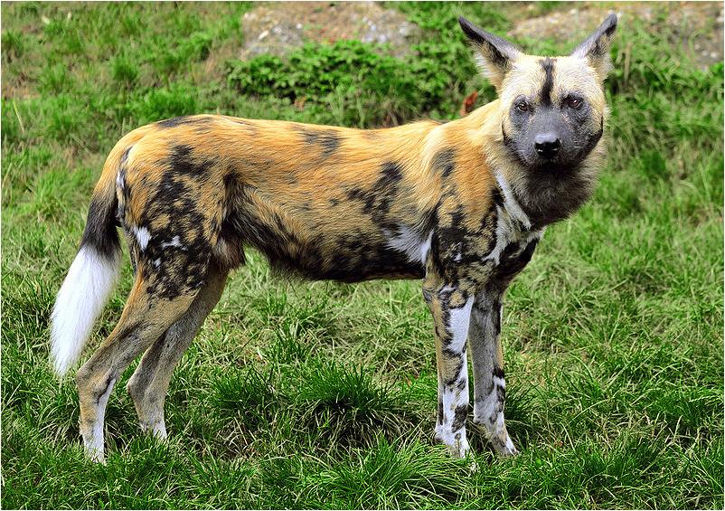 African Wild Dog | Canid Wiki | Fandom