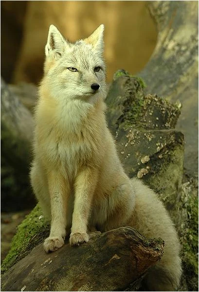 Category:Foxes | Canid Wiki | Fandom