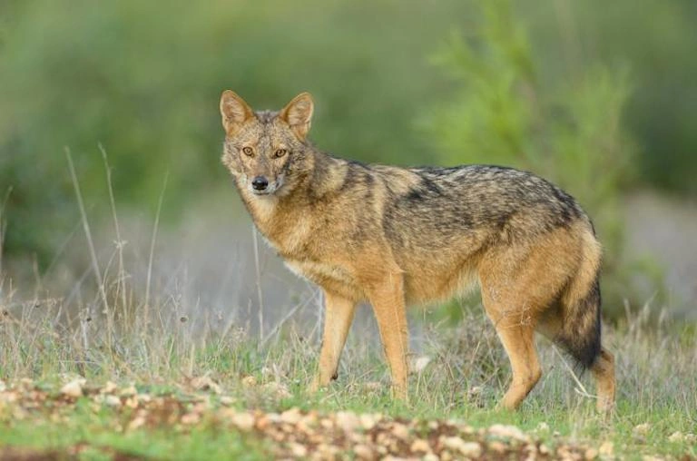 African Golden Wolf | Canidae Wiki | Fandom